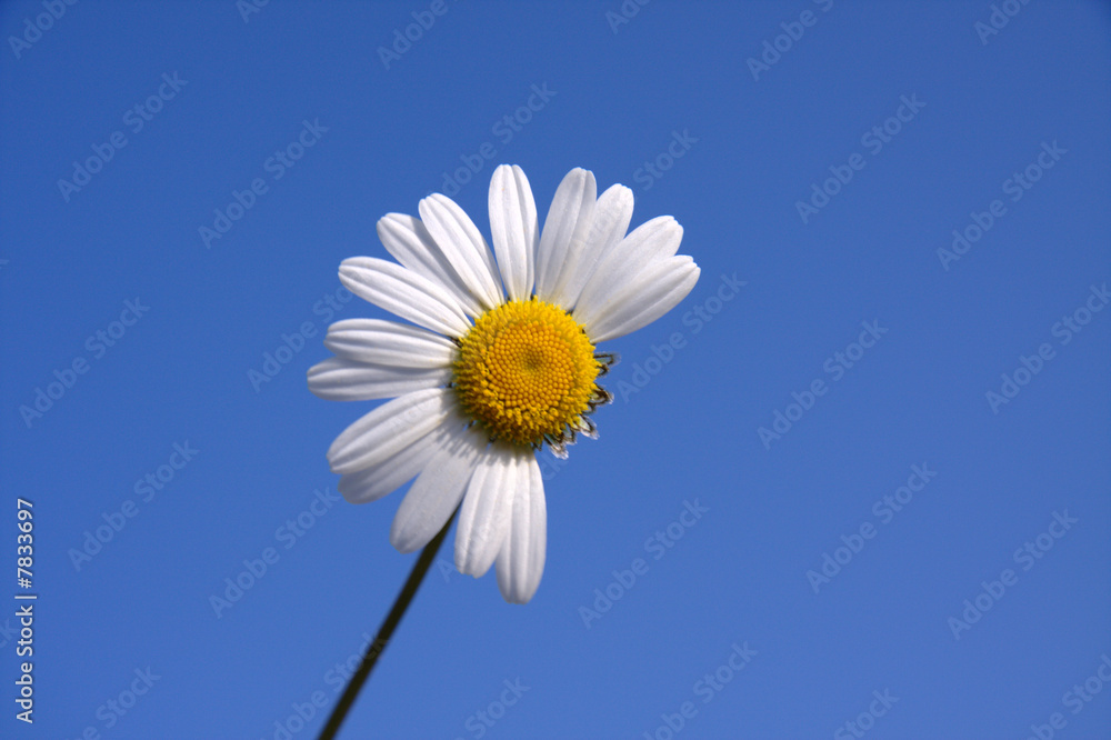 Margerite 4 Stock-Foto | Adobe Stock