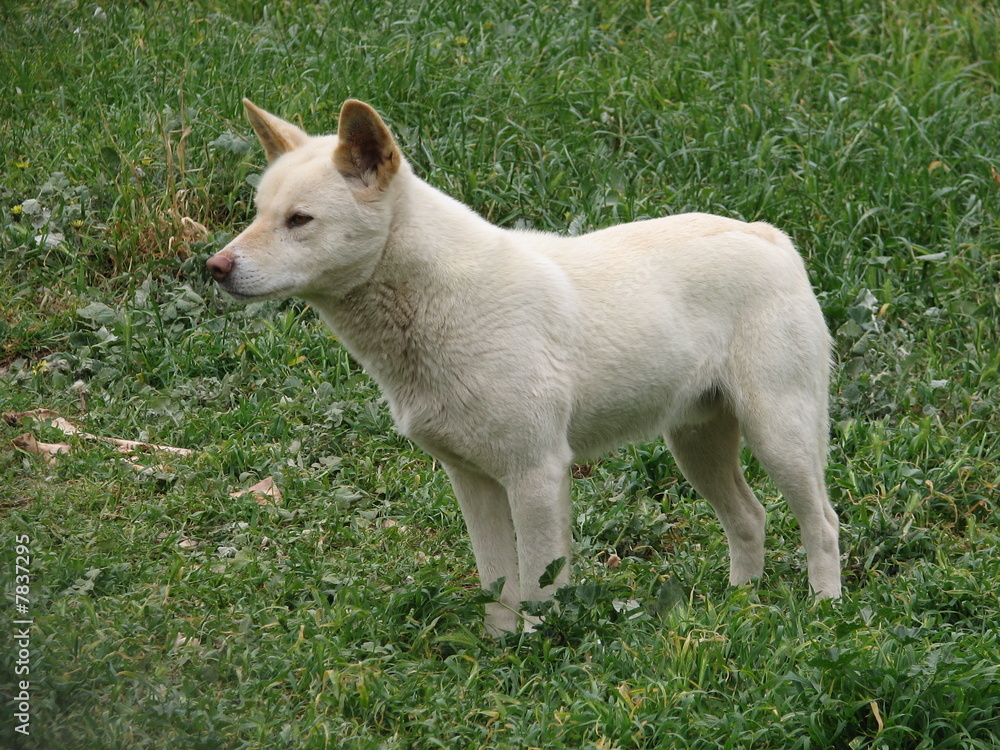 Albino Dingo