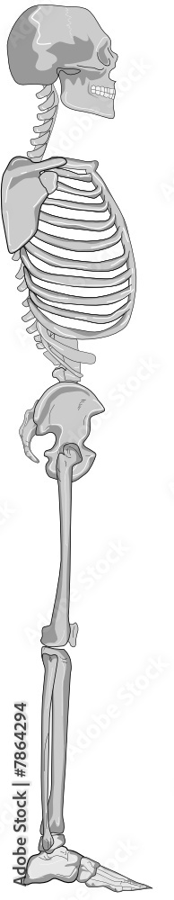 Human skeleton side view Stock Vector | Adobe Stock