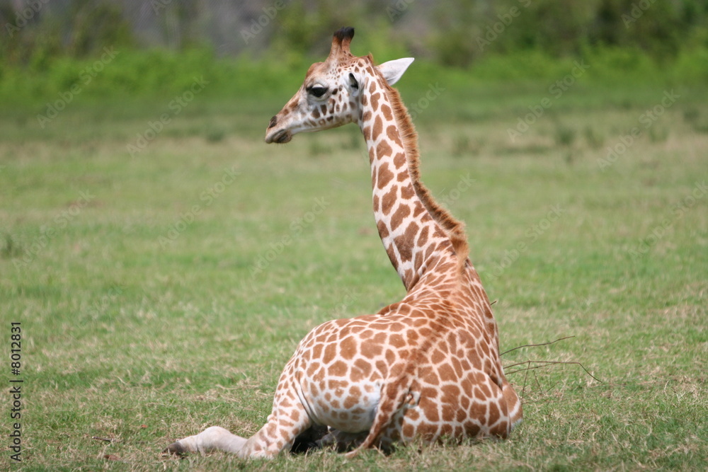BABY GIRAFFE SITTING Stock Photo | Adobe Stock