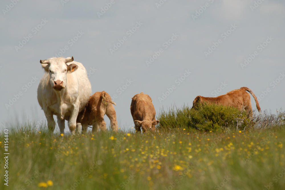 vaca y terneros Stock Photo | Adobe Stock