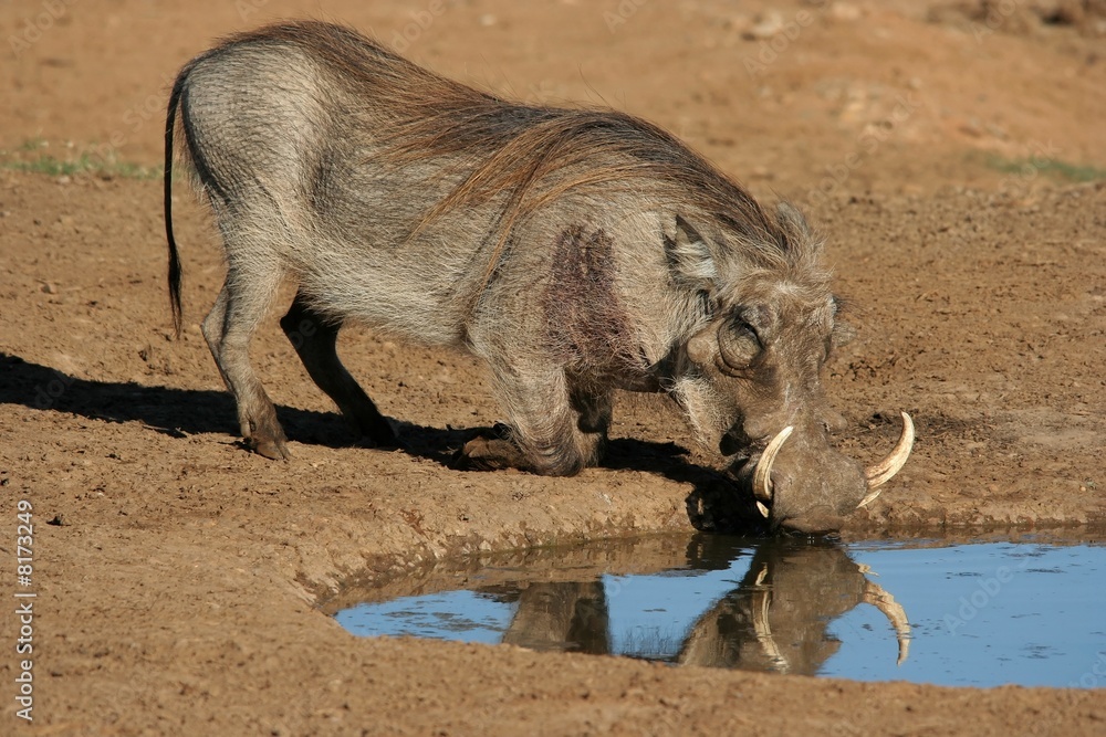 Warthog Drinking Stock Photo | Adobe Stock