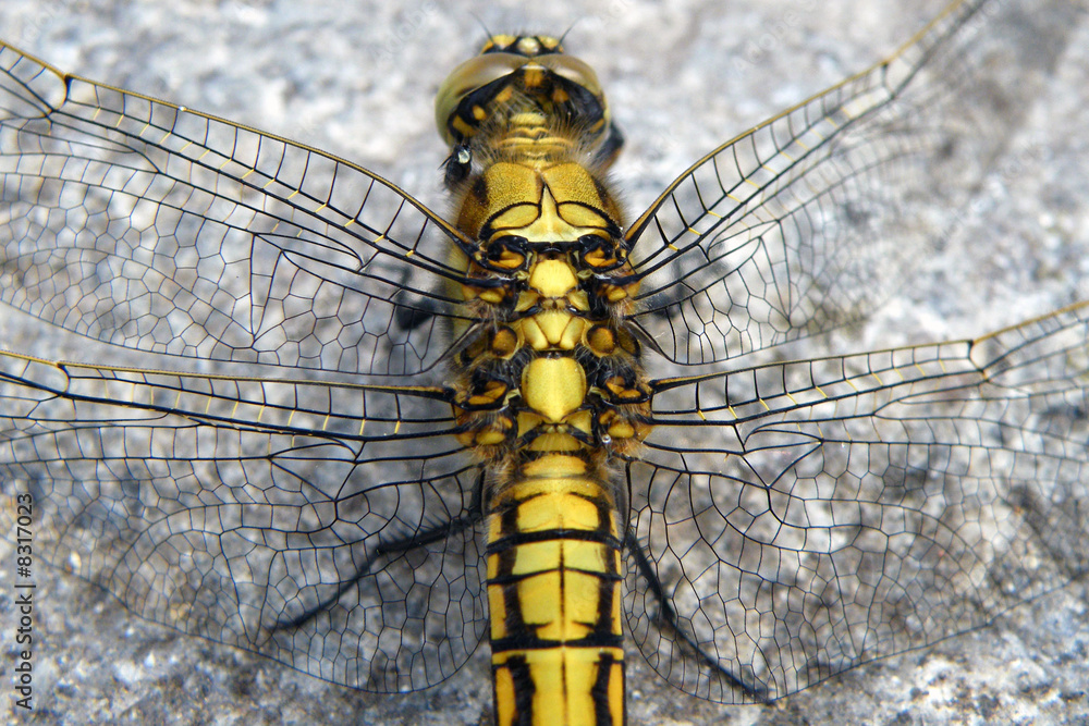 Stilvolle Libelle Schwarz Gelb Ebenbild