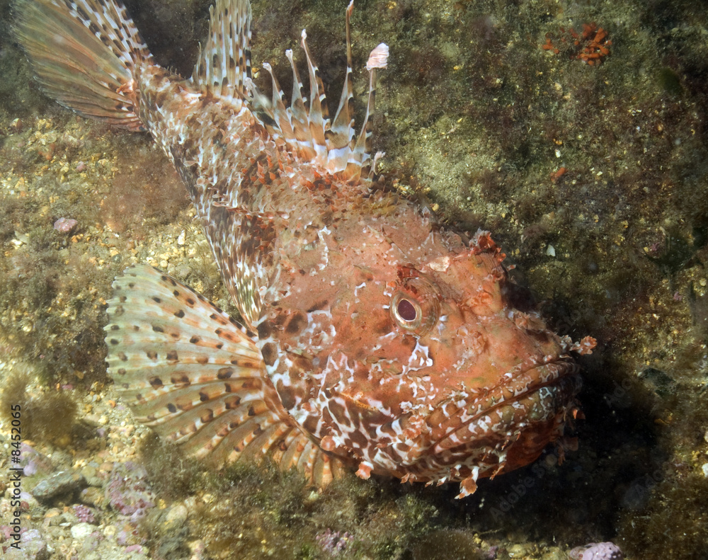 cabracho foto de Stock | Adobe Stock