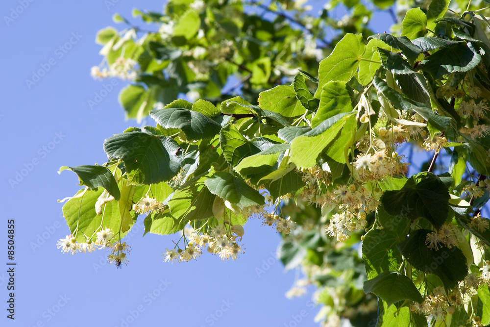 Fleurs de tilleul sur son arbre Stock Photo | Adobe Stock