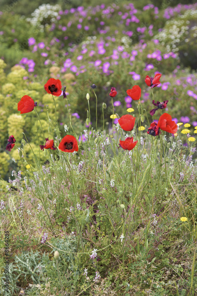 Blooming Corsica in the spring Stock 写真 | Adobe Stock