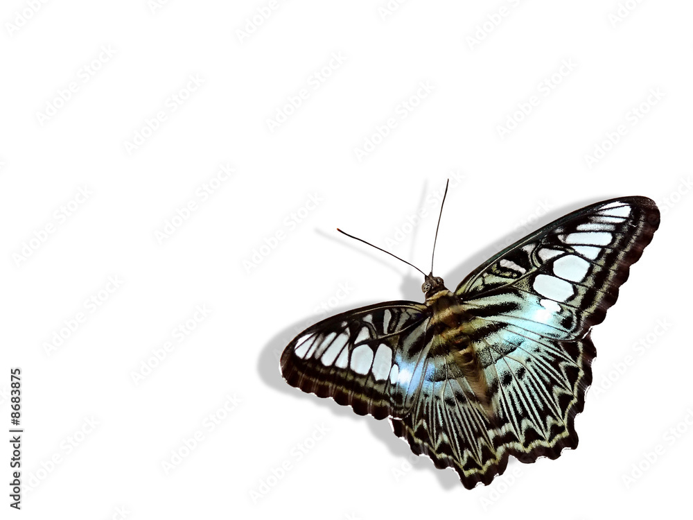 Farfalla su sfondo bianco Stock Photo | Adobe Stock