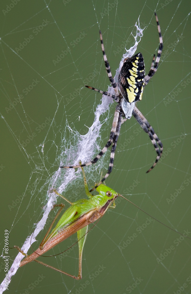 Argiope spider with hopper Stock Photo | Adobe Stock