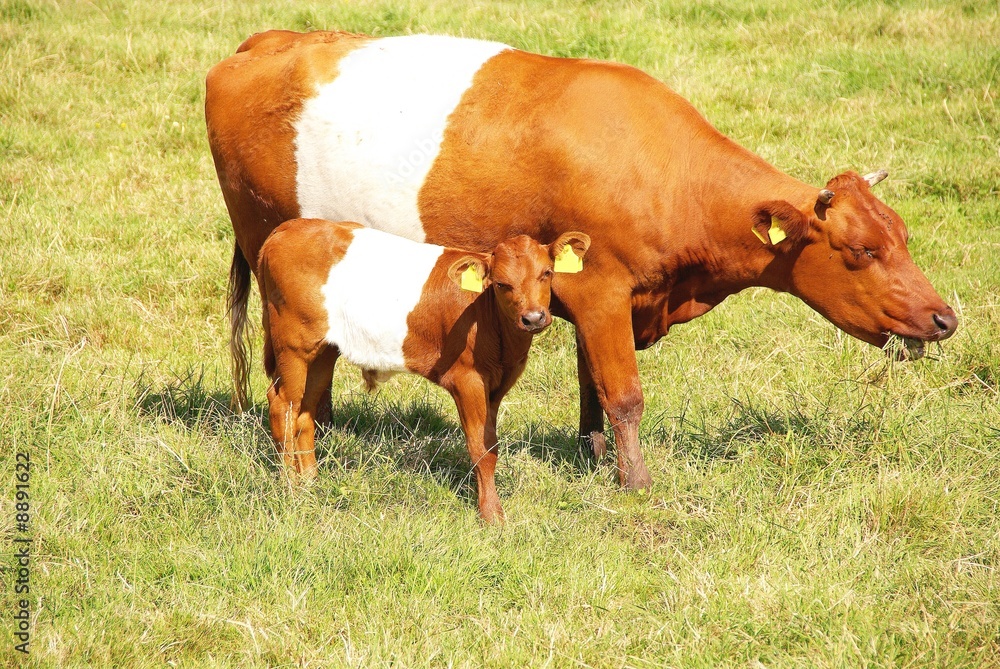 Dutch Belted