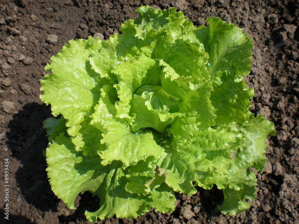 Salade verte laitue en pleine terre Photos | Adobe Stock