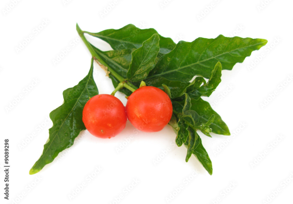 Jerusalem cherry Solanum pseudocapsicum Stock Photo | Adobe Stock