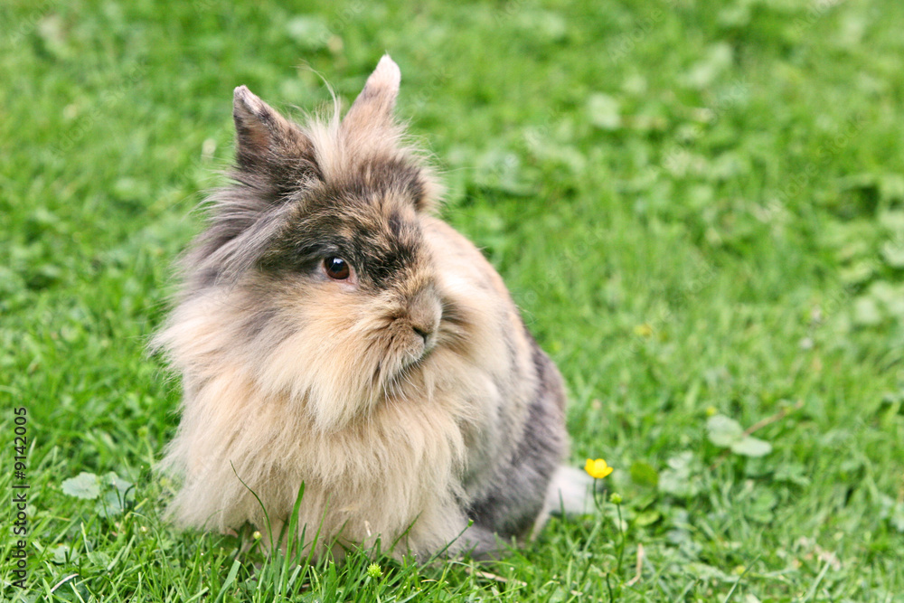 Angora Kaninchenbaby Stock Photo | Adobe Stock
