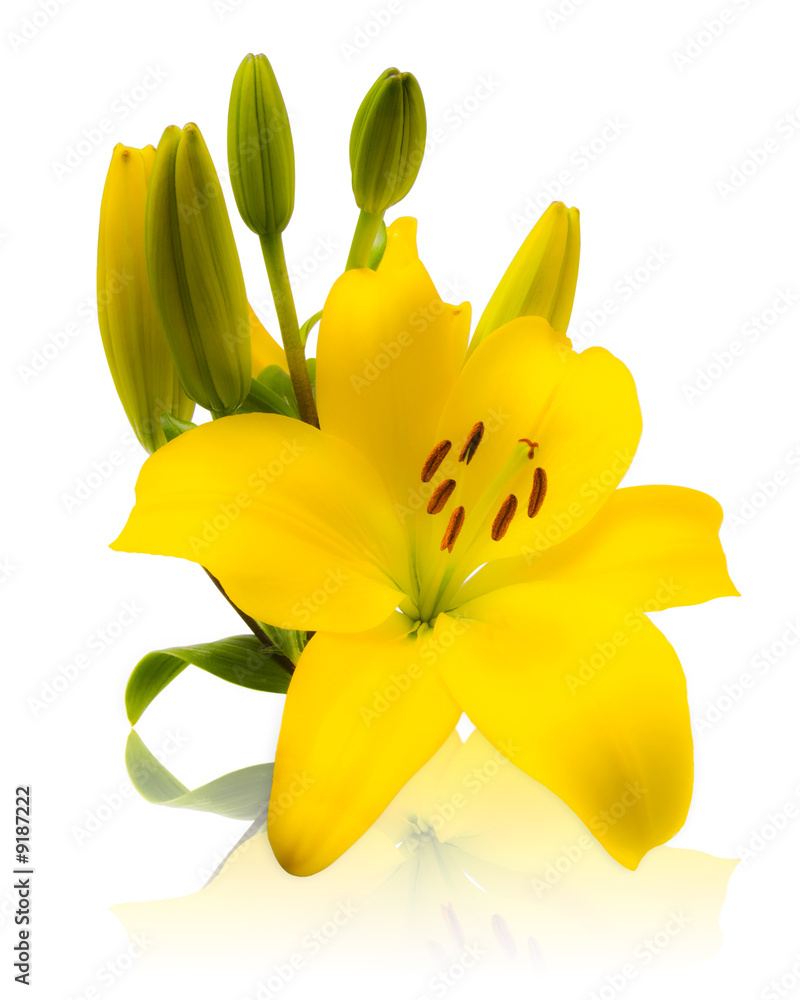 fleur de lys jaune sur fond blanc avec reflets Photos | Adobe Stock