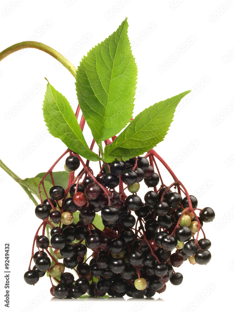 Frischer Hollunder Stock-Foto | Adobe Stock