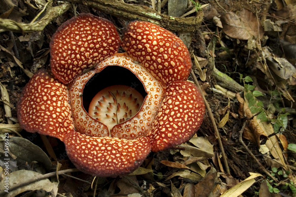 Rafflesia Stock Photo | Adobe Stock