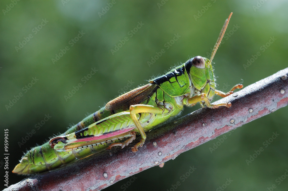 Foto Stock GRILLO VERDE | Adobe Stock