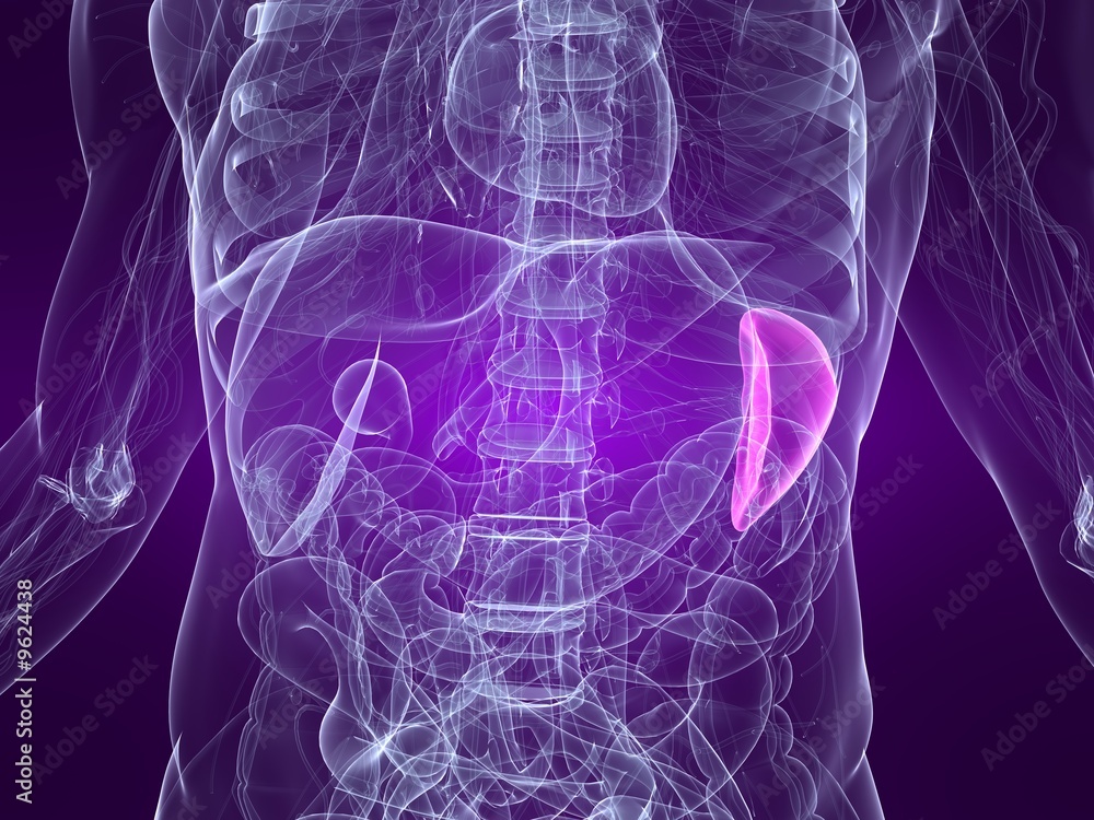 anatomie mit markierter milz Stock Illustration | Adobe Stock