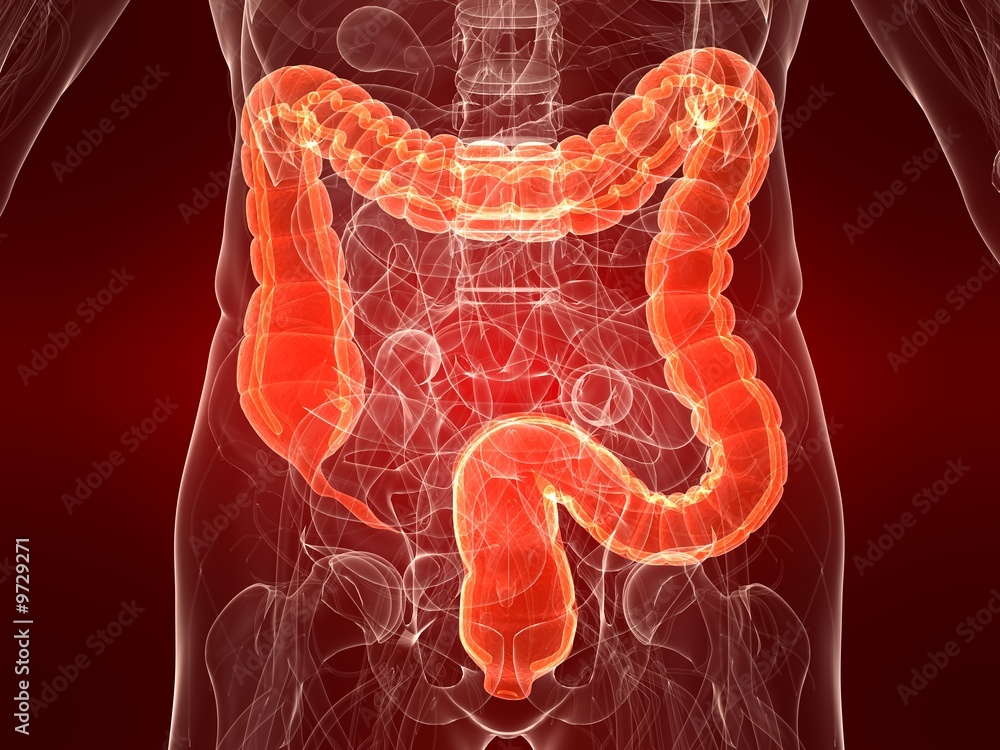 menschlicher darm Stock-Illustration | Adobe Stock