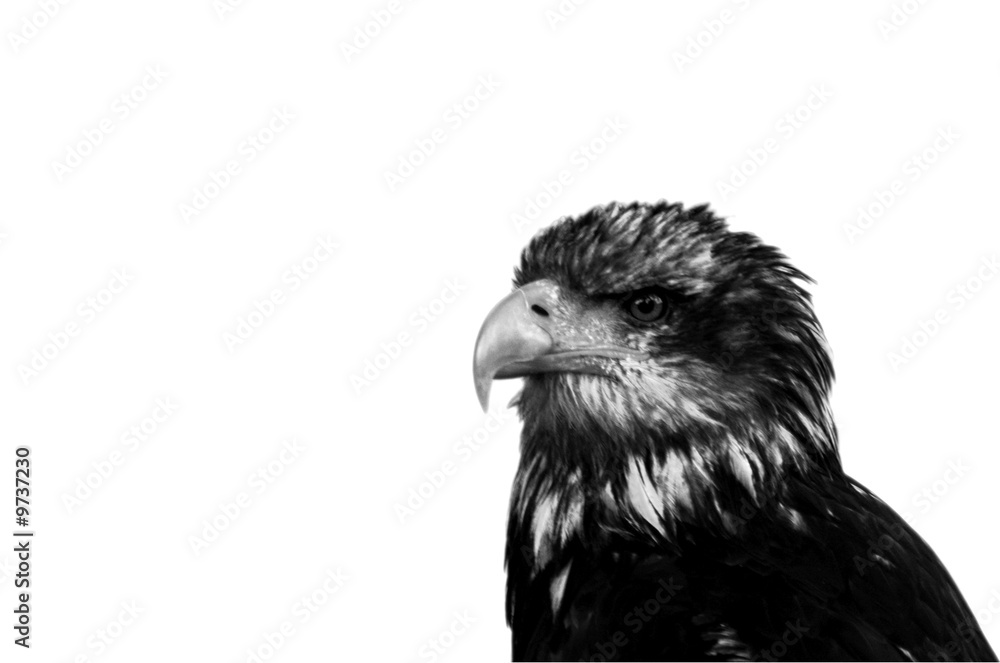 Adler Stock Photo | Adobe Stock