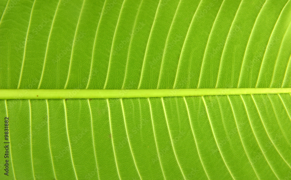 textura de hoja verde Stock Photo | Adobe Stock