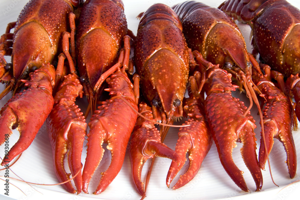 Flusskrebse 081015 2 Stock Photo | Adobe Stock