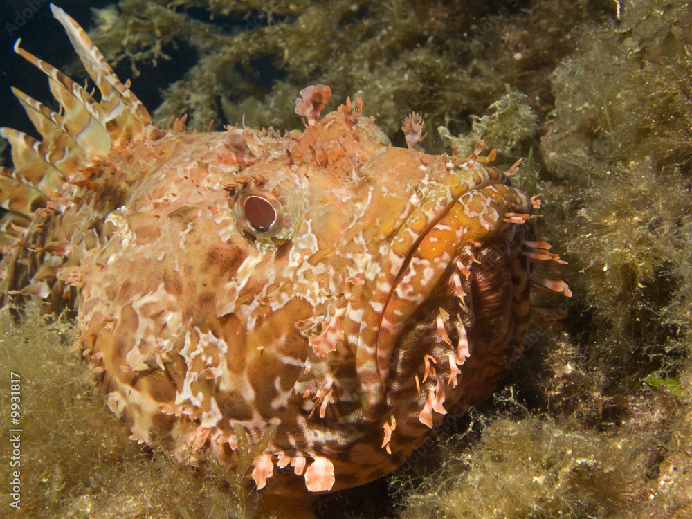 cabracho foto de Stock | Adobe Stock