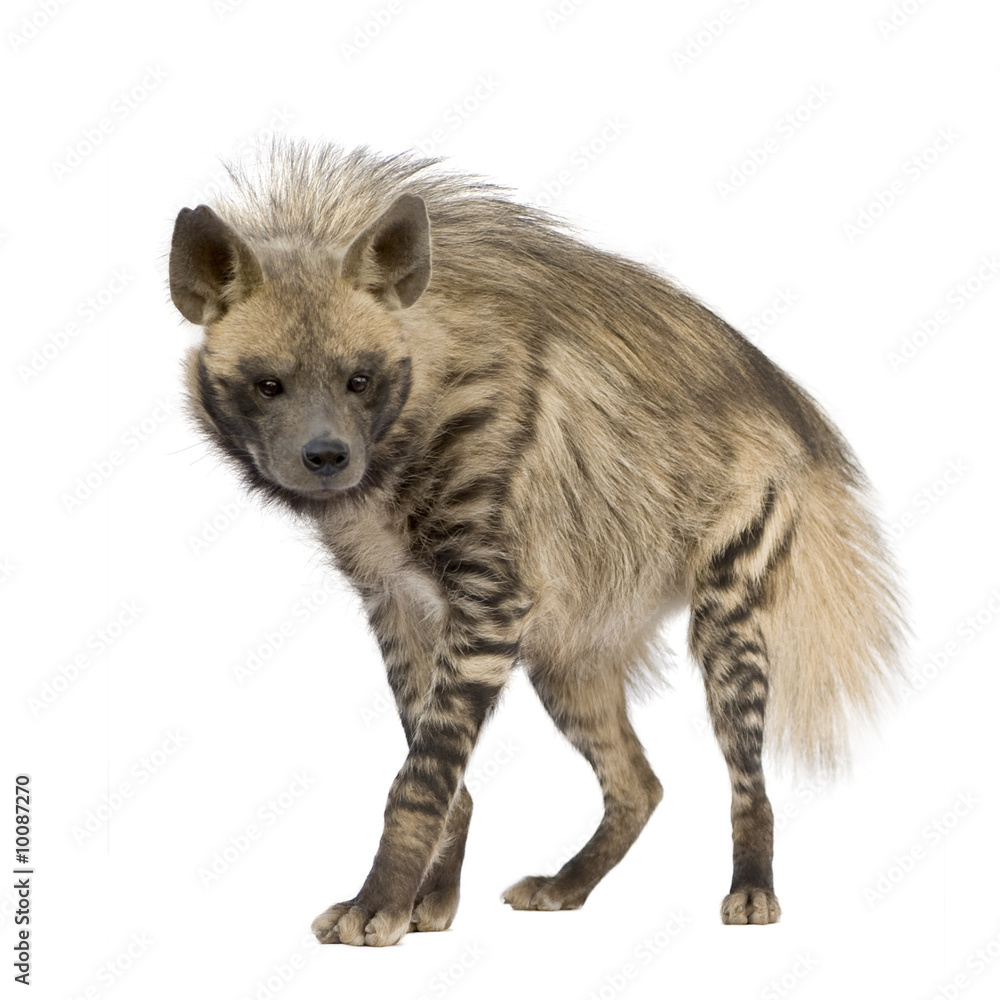 Striped Hyena in front of a white background Stock Photo | Adobe Stock