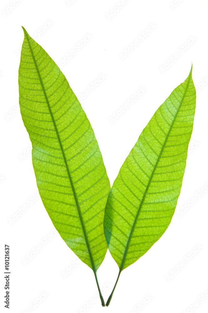 Two young mango leaves isolated on white Stock Photo | Adobe Stock