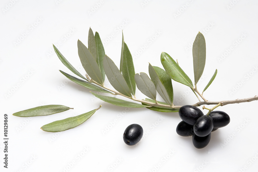 Foto Stock ramoscello d'olivo | Adobe Stock