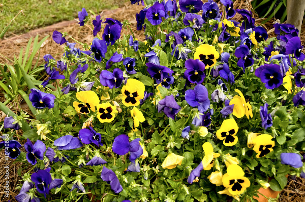 Flower bed of multi-colored pansies in winter Stock Photo | Adobe Stock