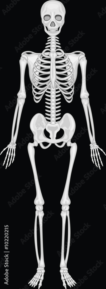 Skeletal system on black background Stock Illustration | Adobe Stock