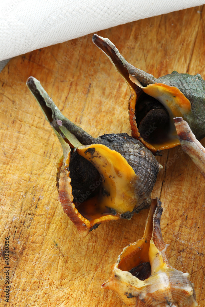 Garusoli crudi - Chiocciole di mare - Bolinus brandaris Stock Photo ...