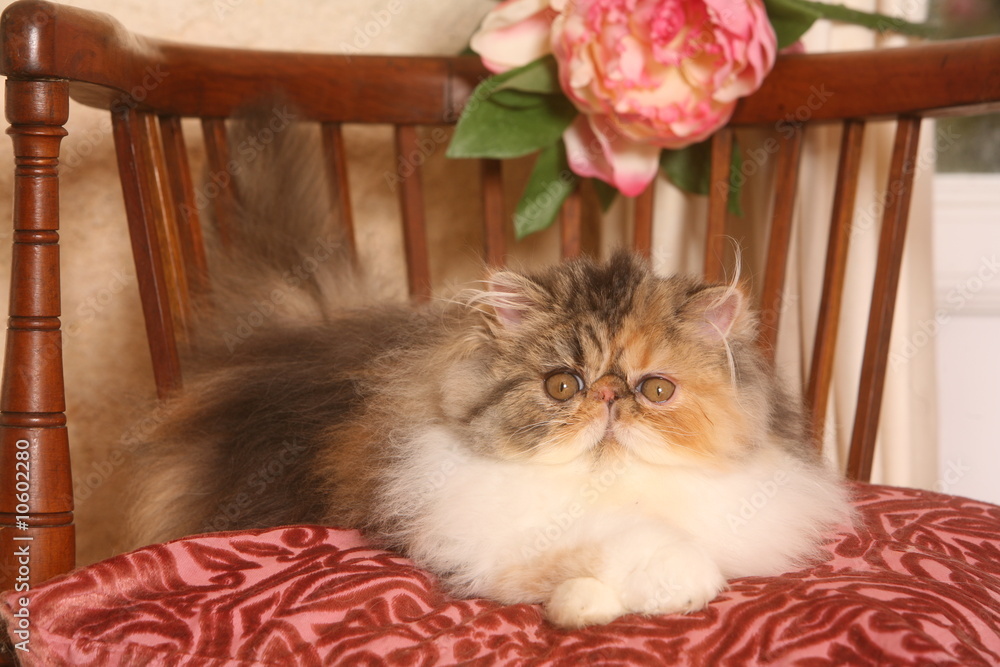 persan tabby confortablement installé sur un fauteuil Stock-Foto ...