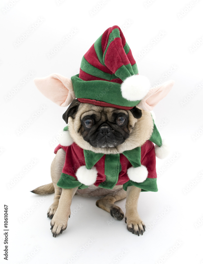 Embarrassed Elf Pug foto de Stock | Adobe Stock