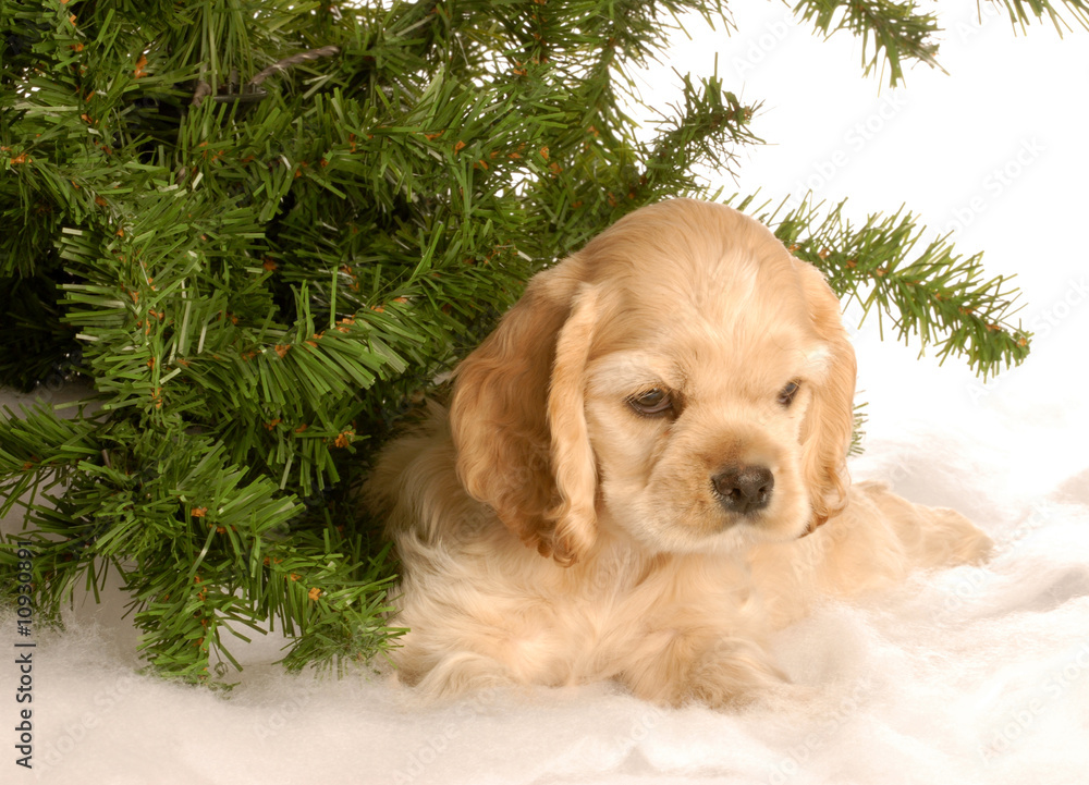 cocker spaniel puppy laying down under tree in the snow Stock Photo ...