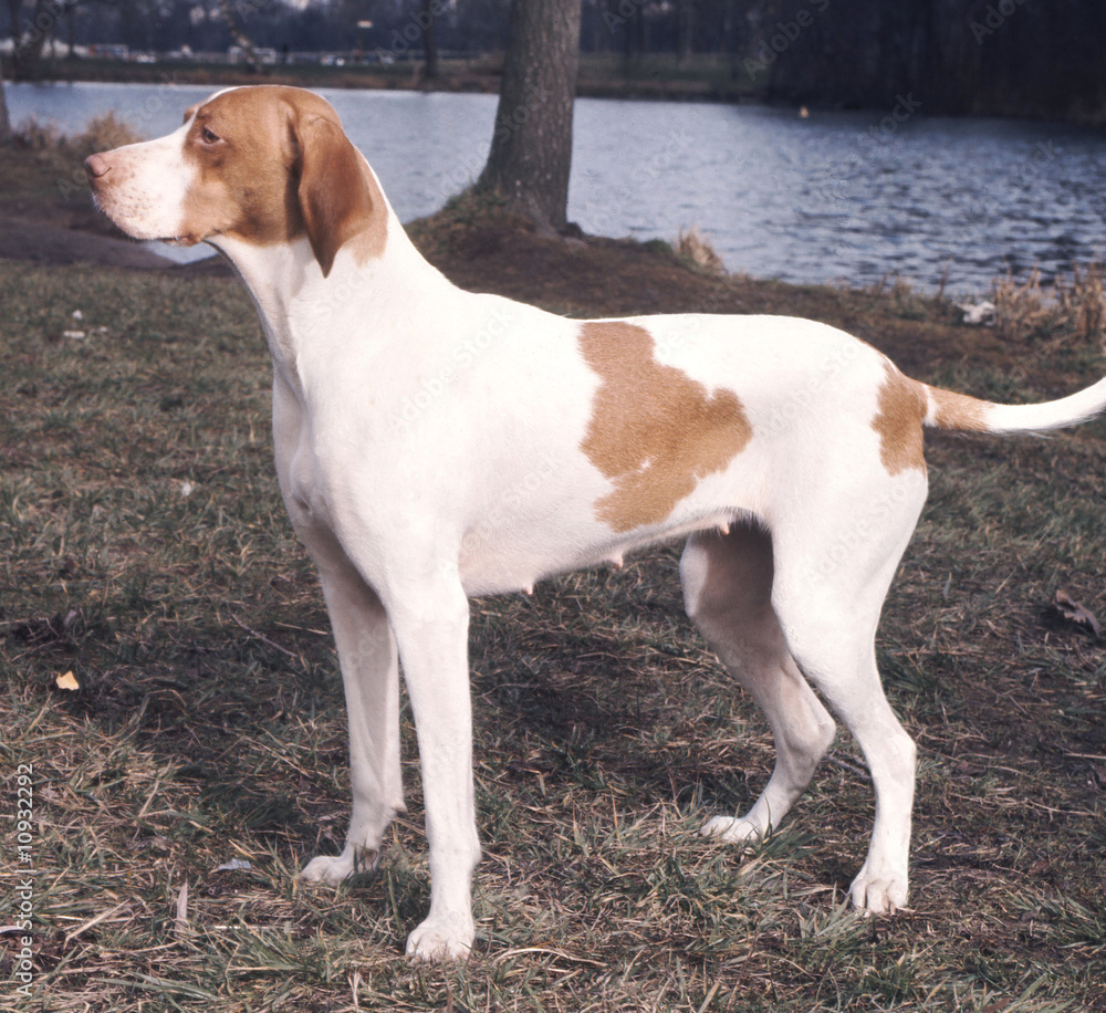 Is The Braque Saint Germain A Good Breed Of Dog