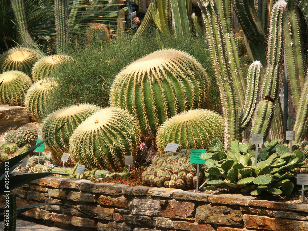 Goldkugelkaktus, Golden Barrel Cactus, Echinocactus grusonii Stock ...