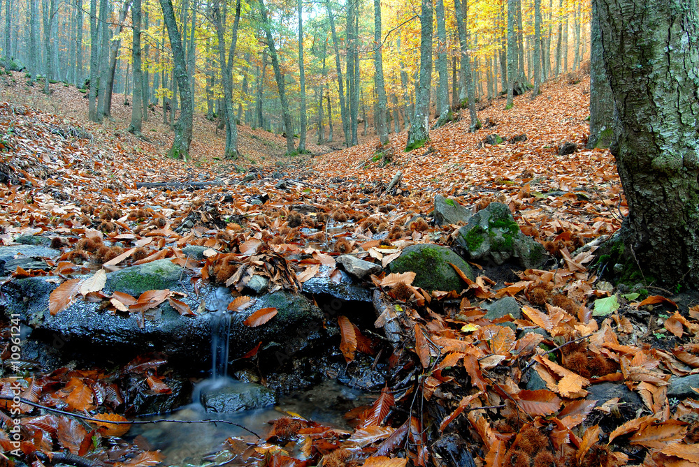 bosque en otoño Stock Photo | Adobe Stock