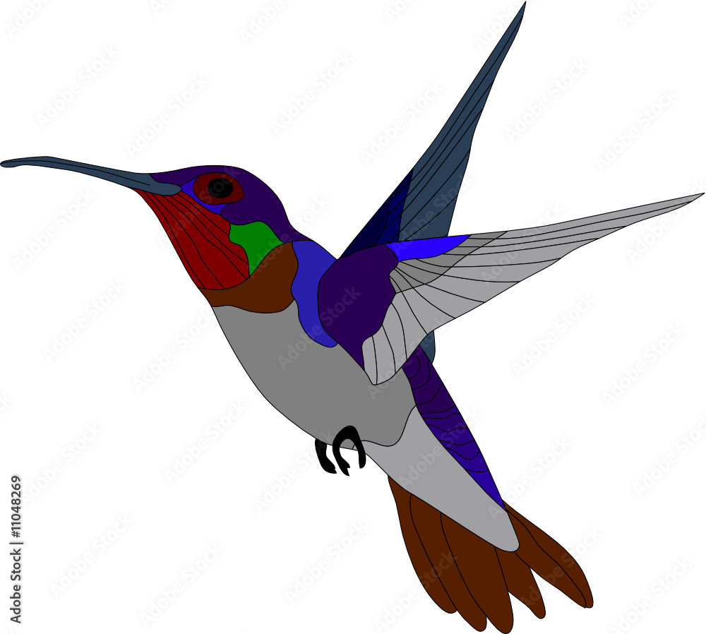 vector - hummingbird isolated on white background Stock Vector | Adobe ...