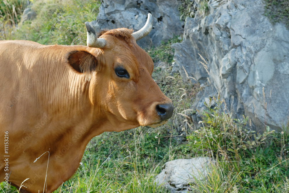 vache tarine Photos | Adobe Stock