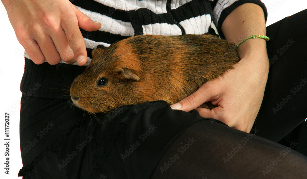 rongeur Stock Photo | Adobe Stock