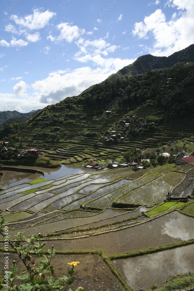 ifugao rice terraces Stock Photo | Adobe Stock