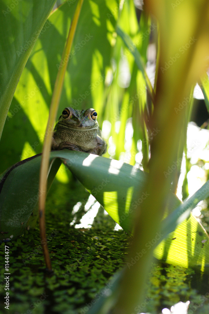 solitary frog Stock Photo | Adobe Stock