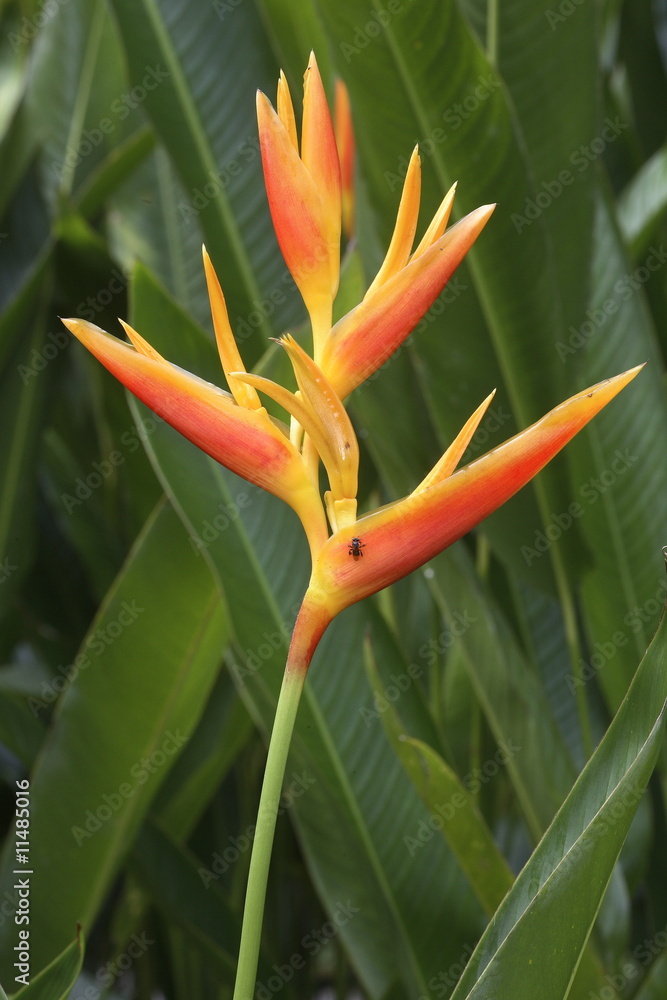 Heliconia marginata x heliconia psittacorum 'Nickeriensis' Stock Photo ...