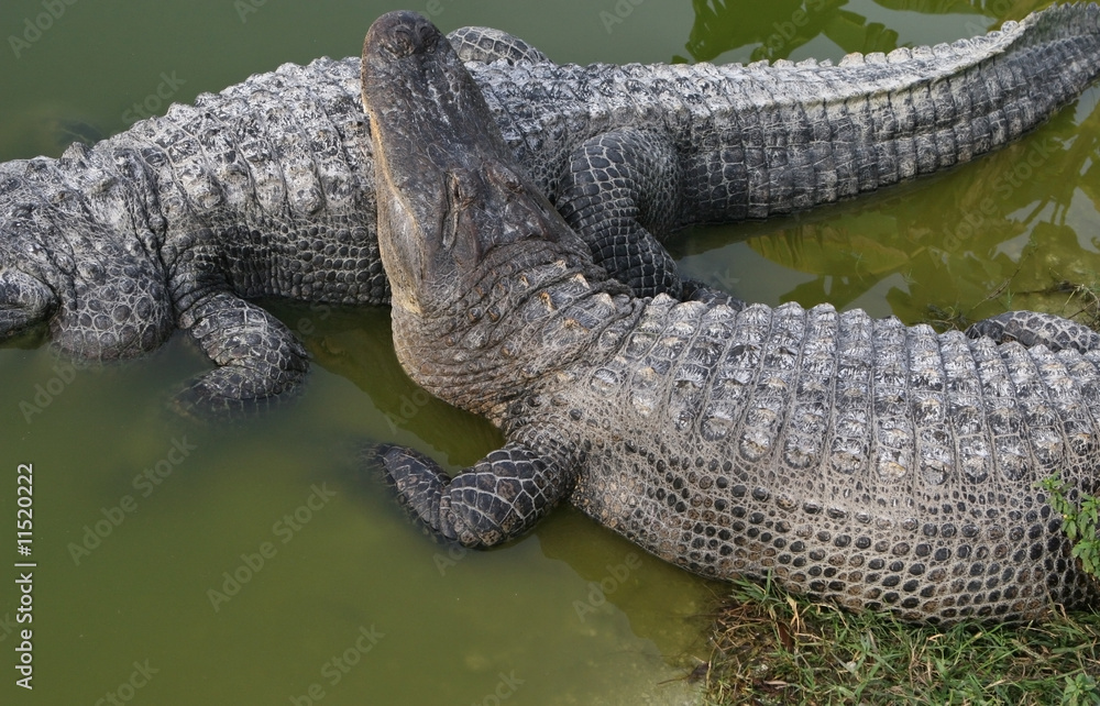 alligators Stock Photo | Adobe Stock