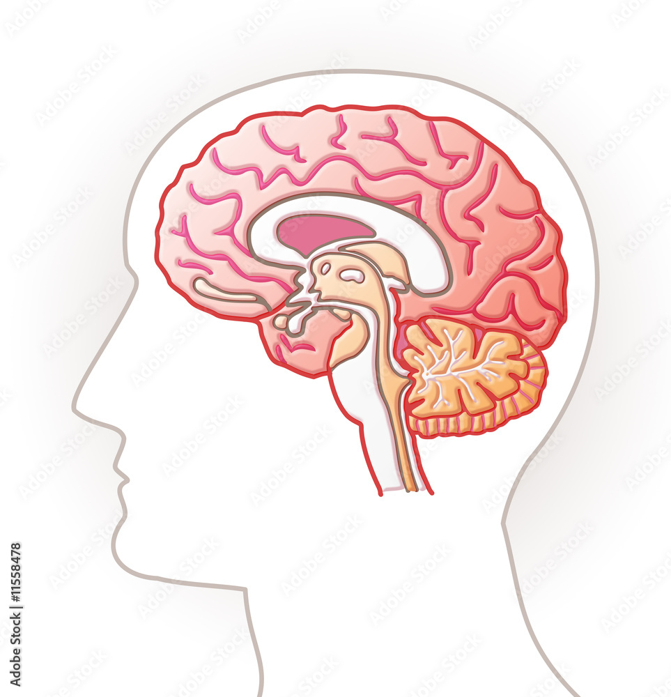 Cerveau - coupe sagittale Stock Illustration | Adobe Stock