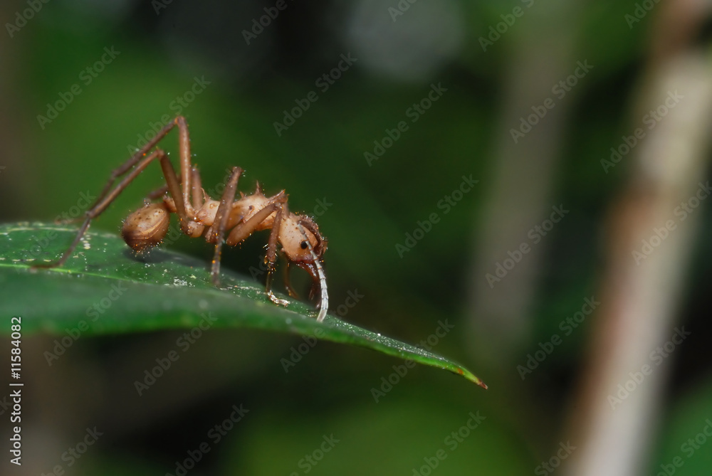 Hormiga arriera (Atta y Acromyrmex) Stock Photo | Adobe Stock