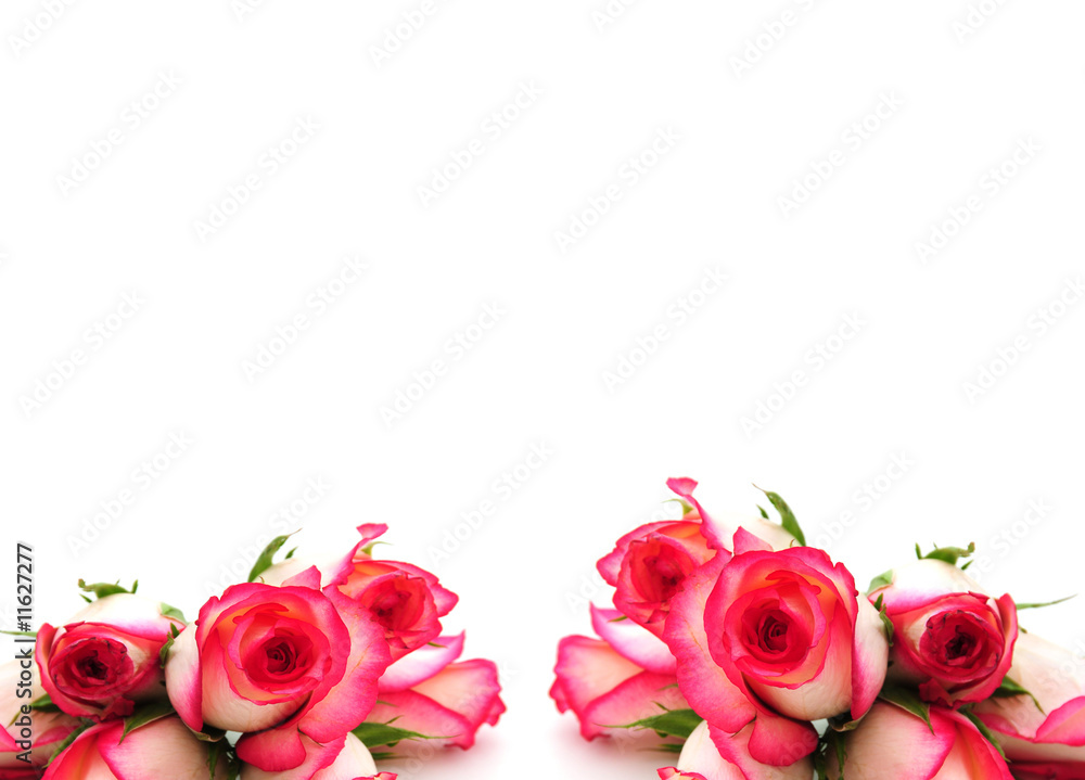 roses Stock Photo | Adobe Stock