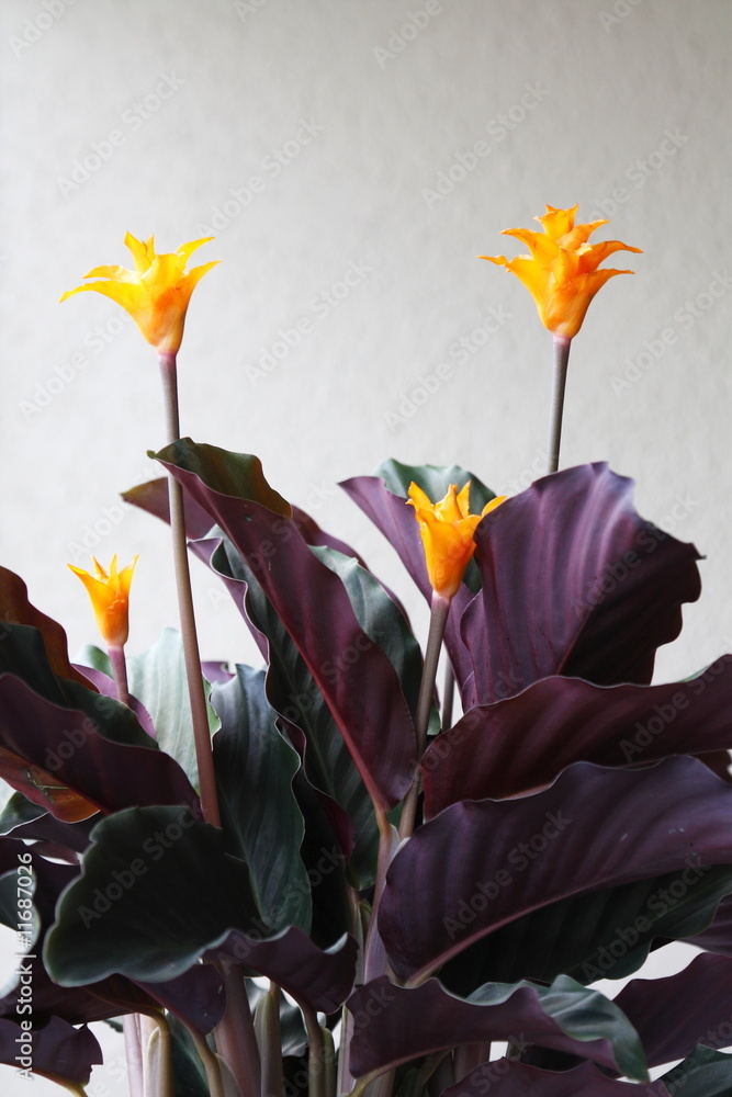 Foto Stock Calathea Crocata, Tassmania Flower | Adobe Stock