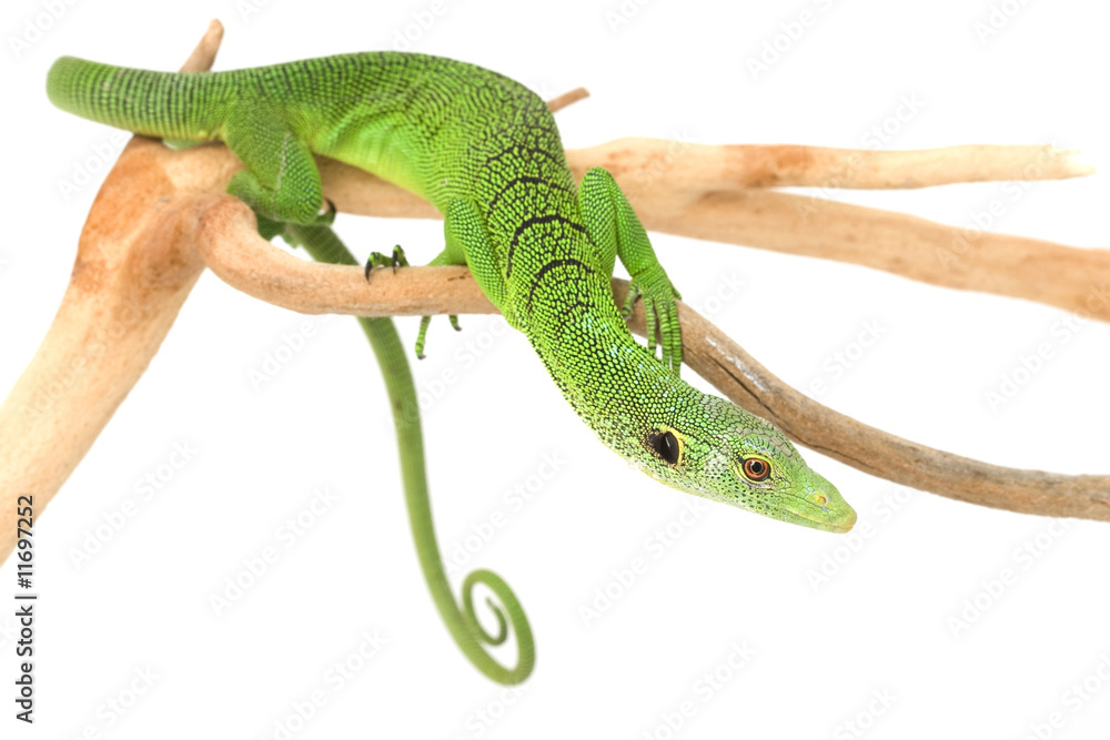 Goanna Lizard Green